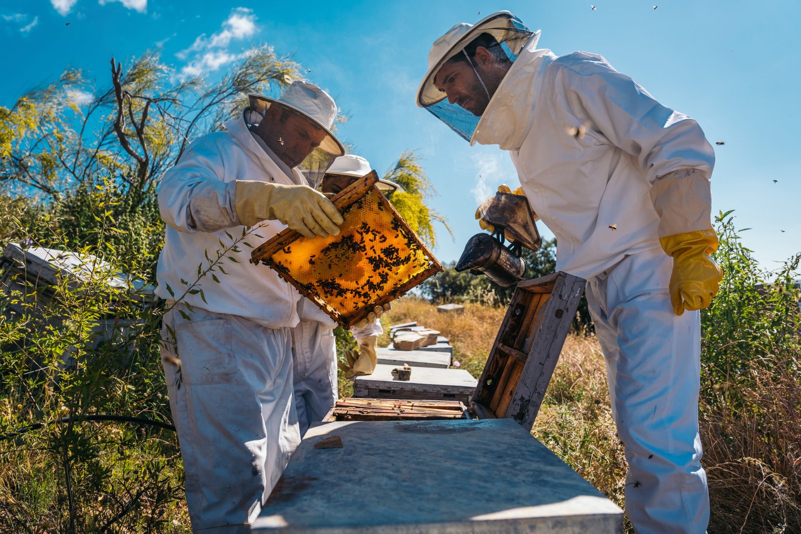 About us – Mummy Bee Honey